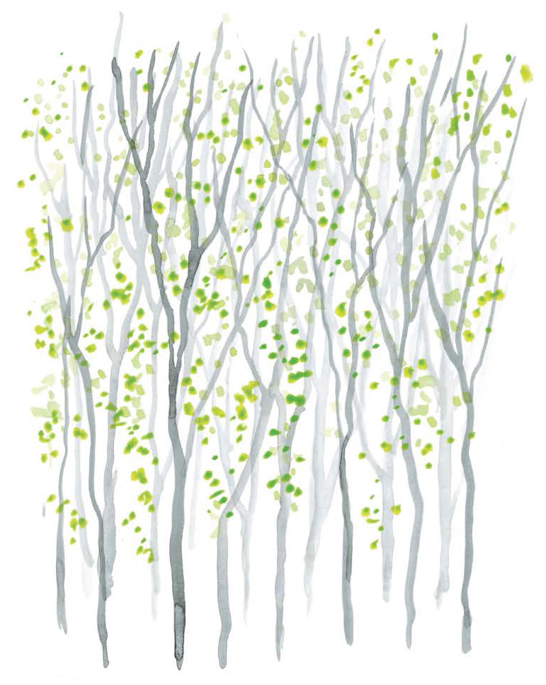 Conversations with Trees: Drawing in the World - Women's Studio ...